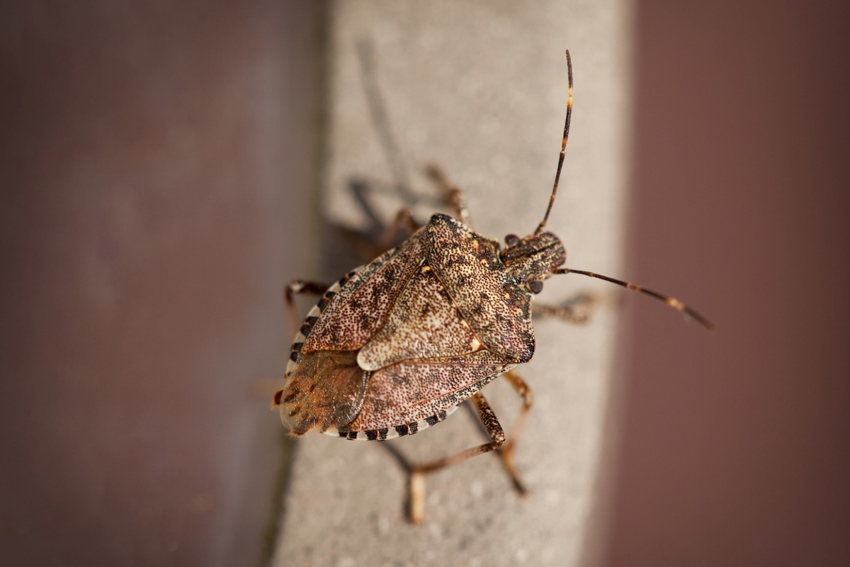 Are Fall Bugs Invading Your Home? Here's What to Do. - Bob Vila