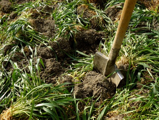 How to Use Cover Crops for Gardens - Bob Vila