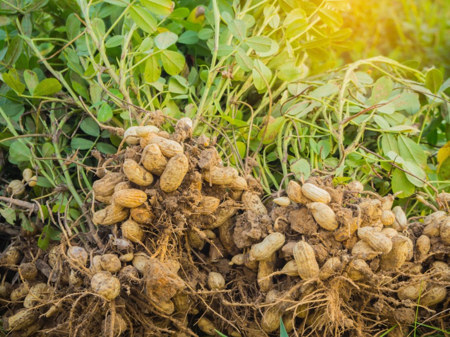 How to Use Cover Crops for Gardens - Bob Vila