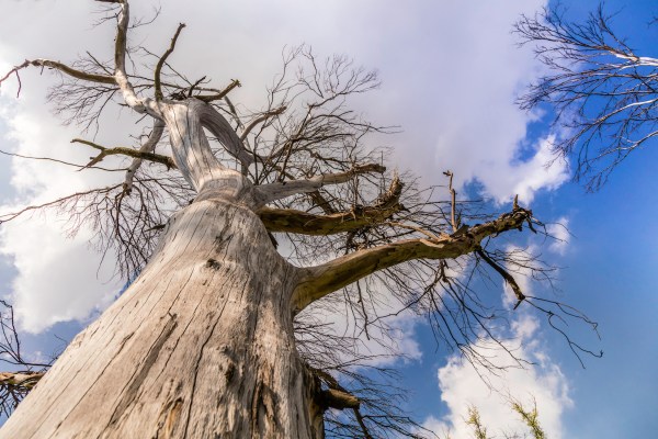 How to Save a Dying Tree | 7 Signs a Tree Is Dying - Bob Vila