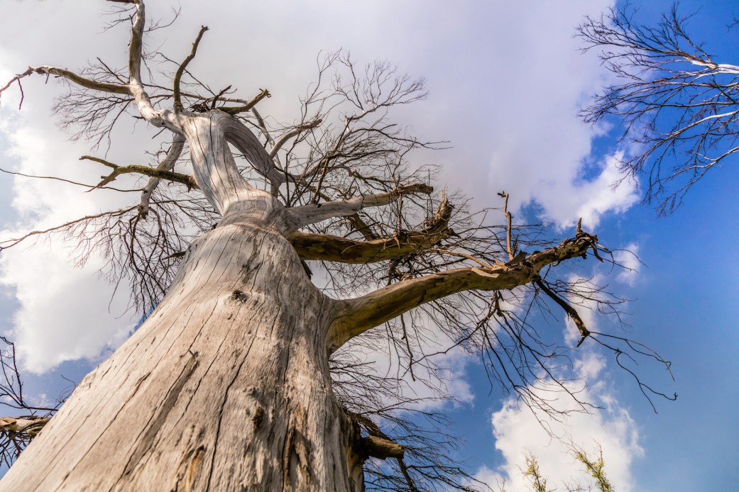 How to Save a Dying Tree | 7 Signs a Tree Is Dying - Bob Vila