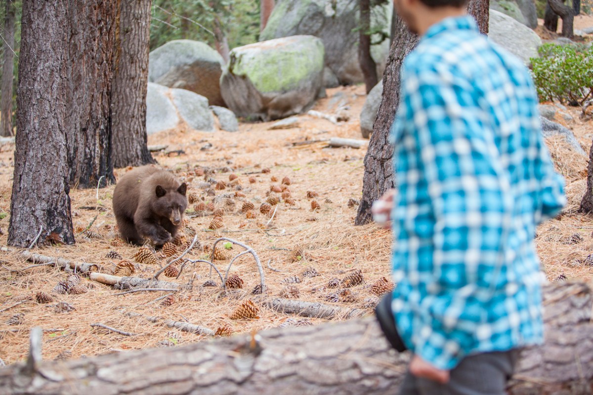 A Bear Strolls Into Your Backyard—Now What? - Bob Vila