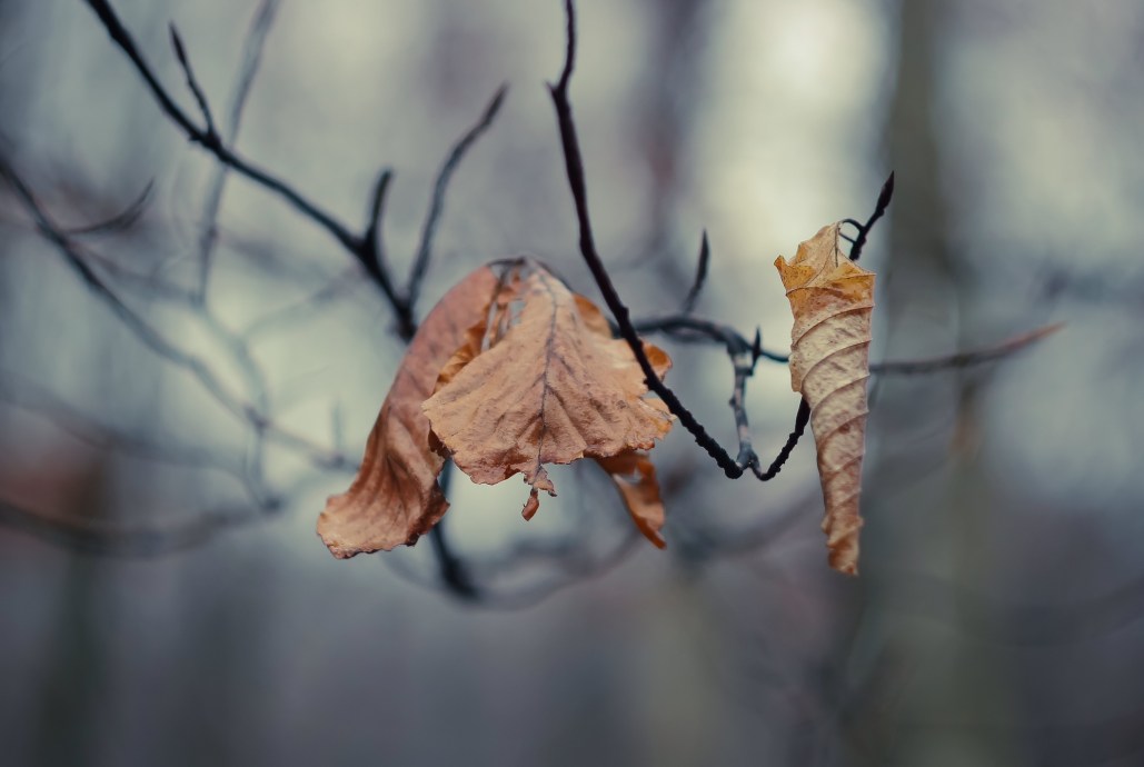 How to Save a Dying Tree | 7 Signs a Tree Is Dying - Bob Vila