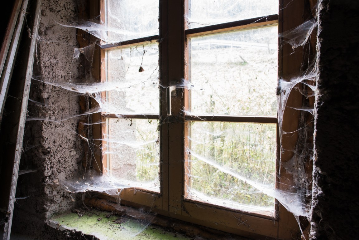 Why Are There No Spiders in Cobwebs? The Mystery Behind the Messy ...