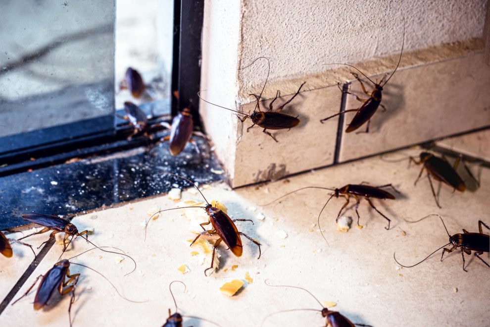 Solved! Why Are There Suddenly So Many Cockroaches in My House? - Bob Vila