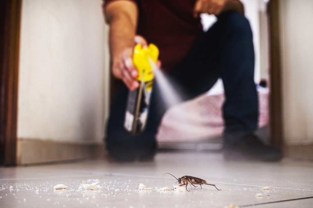 Solved! Why Are There Suddenly So Many Cockroaches in My House? - Bob Vila