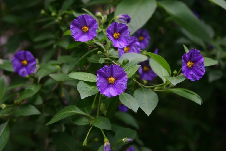13 Purple Shrubs That Add Color to Any Home Landscape - Bob Vila