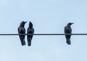 11 Ways to Attract Crows to Your Backyard
