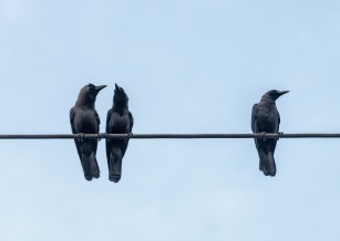 11 Ways to Attract Crows to Your Backyard - Bob Vila