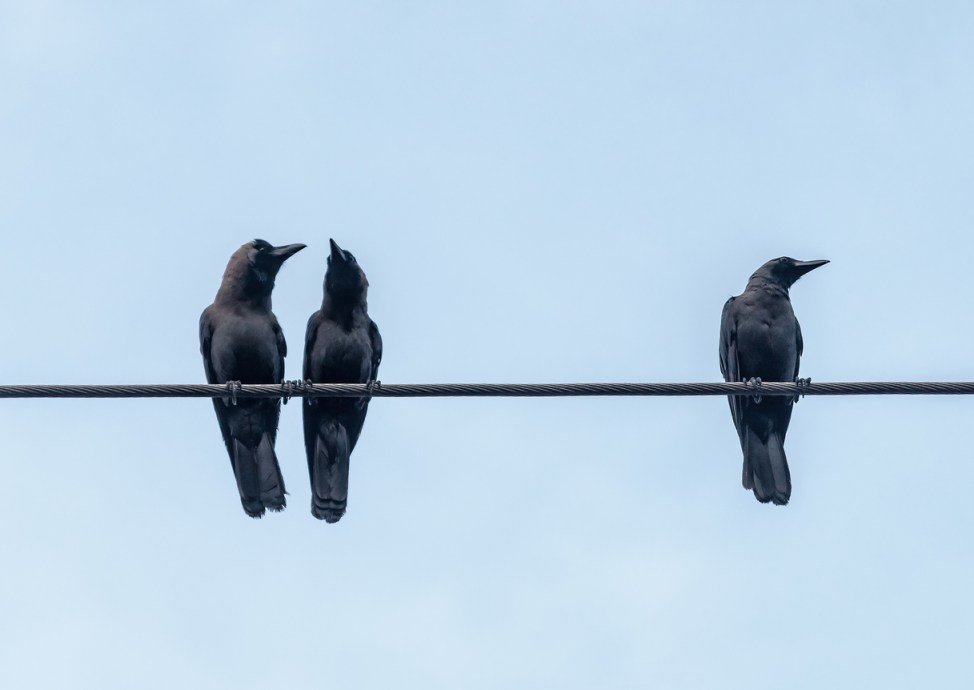 11 Ways to Attract Crows to Your Backyard - Bob Vila