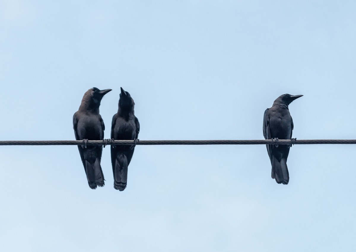 11 Ways to Attract Crows to Your Backyard - Bob Vila