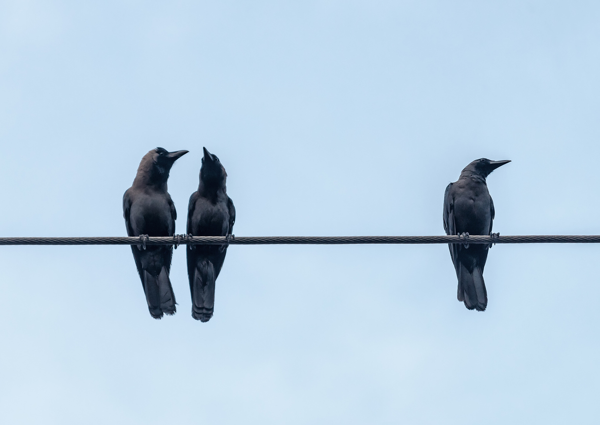 11 Ways to Attract Crows to Your Backyard - Bob Vila
