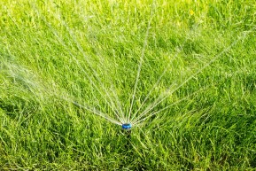 What Is No-Mow Grass? (Hint: It’s Not Artificial Turf) - Bob Vila