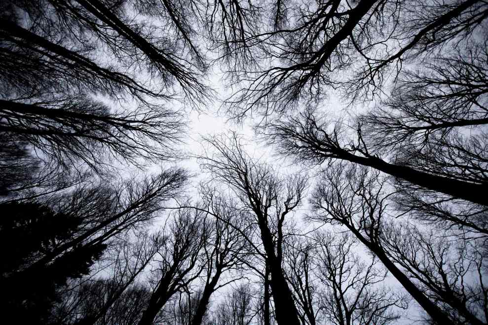Tree Eyes and Bloody Bark: Creepy Tree Features and What They Mean