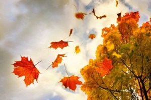 16 Leaf-Raking Lessons No One Ever Taught You - Bob Vila