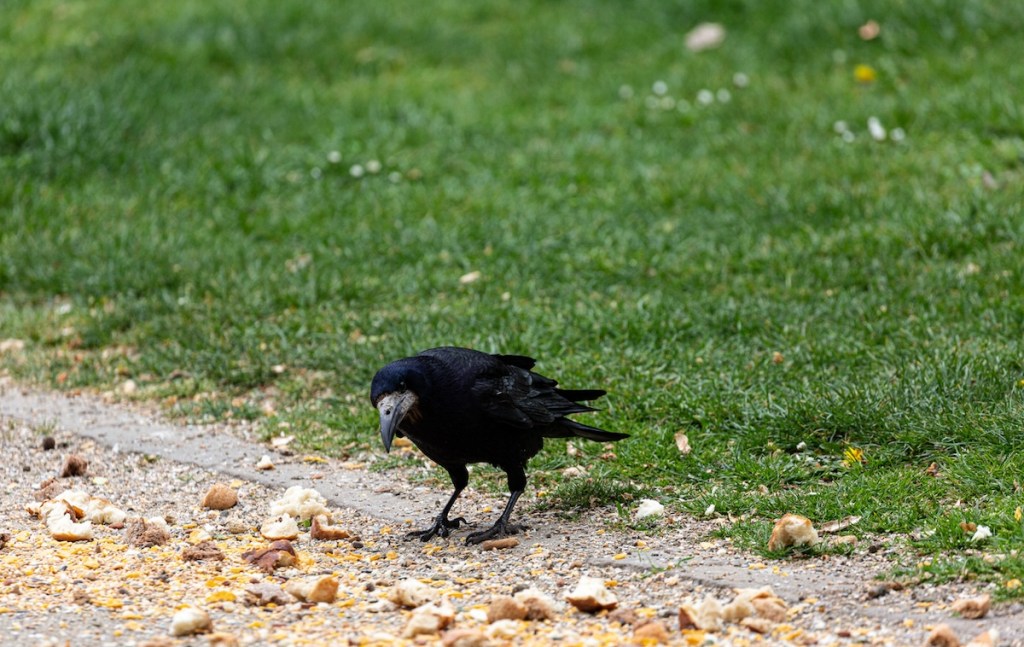 11 Ways to Attract Crows to Your Backyard
