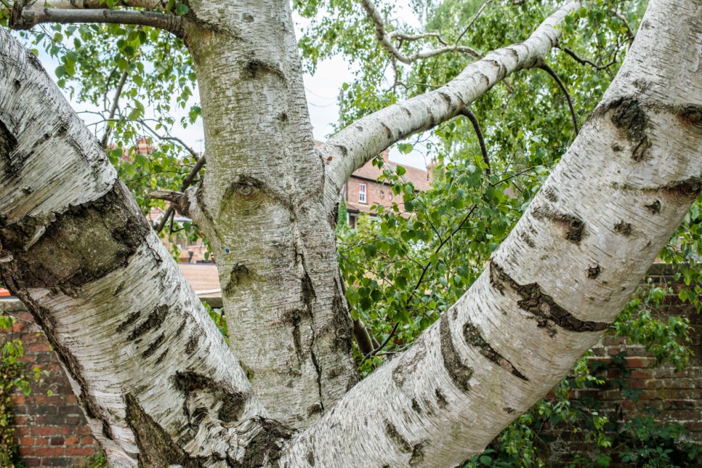 Tree Eyes and Bloody Bark: Creepy Tree Features and What They Mean