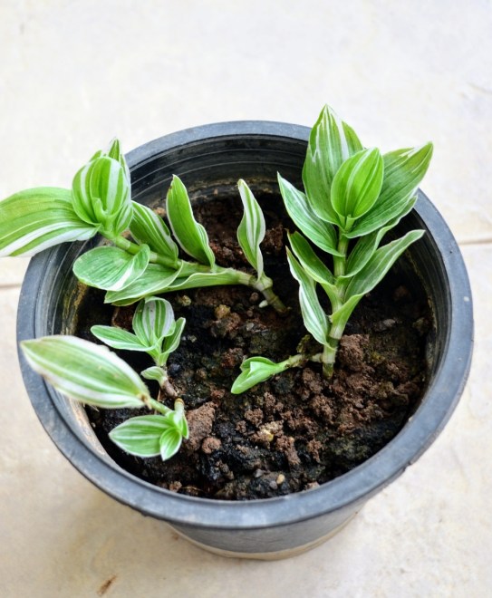Inch Plant Care 101: How to Grow Spiderwort Indoors - Bob Vila
