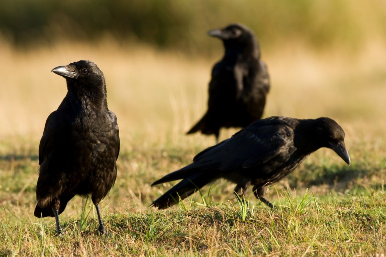 11 Ways to Attract Crows to Your Backyard