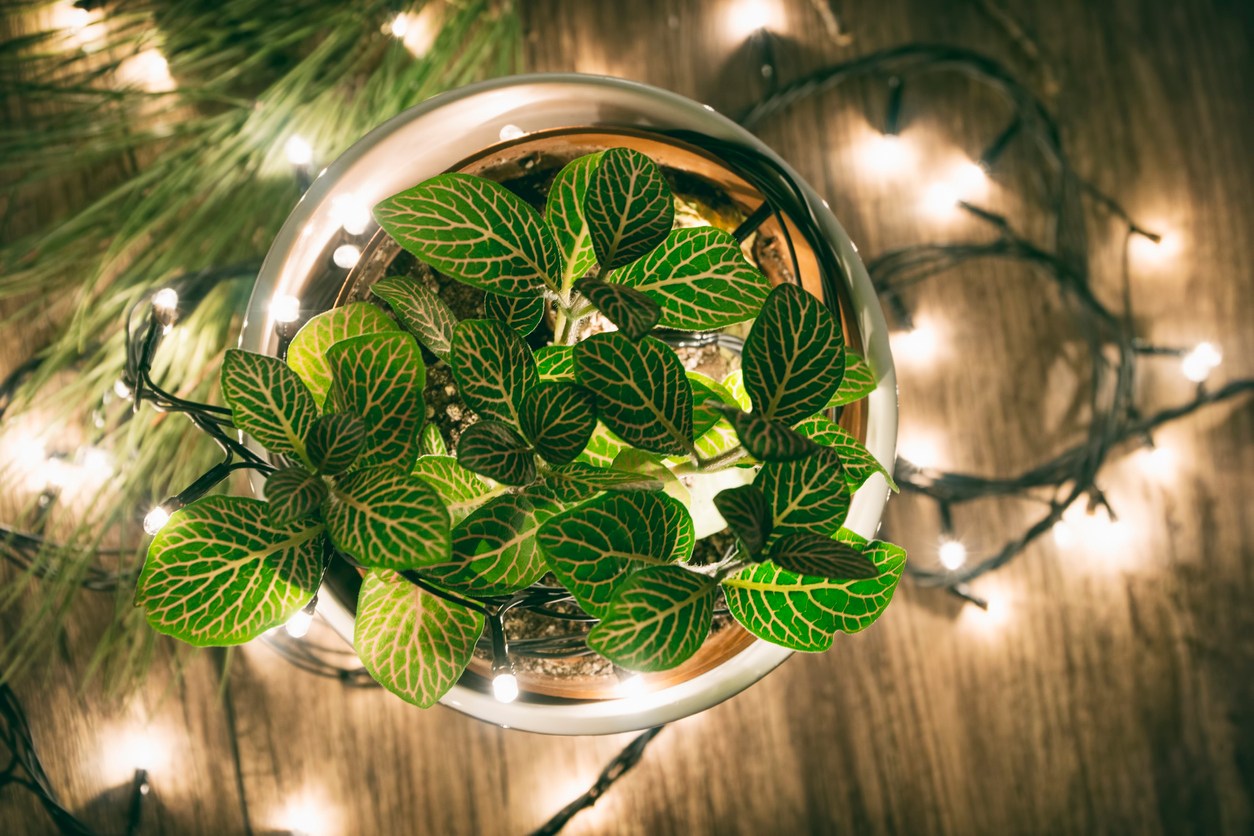 String Lights Aren't Just for Christmas: 13 Ideas to Decorate With Them ...