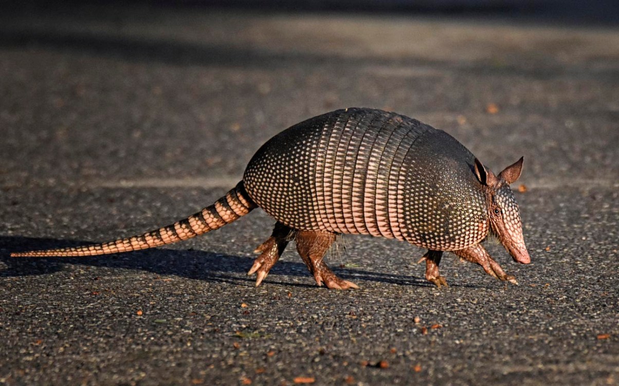 The Armadillo Is Breaching States It Has Never Been Seen in Before ...