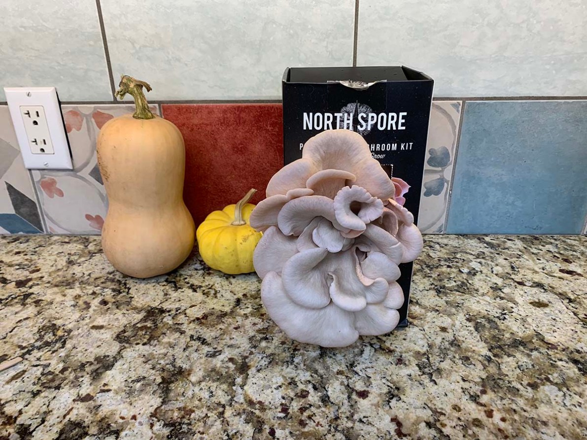 North Spore Mushroom Kit Review - Tested by Bob Vila