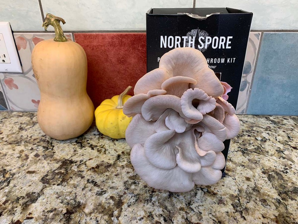North Spore Mushroom Kit Review - Tested by Bob Vila