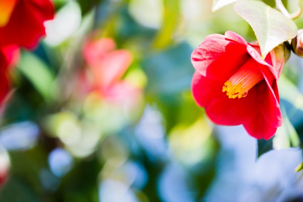 11 Red Shrubs That Add Interest to Home Landscapes - Bob Vila