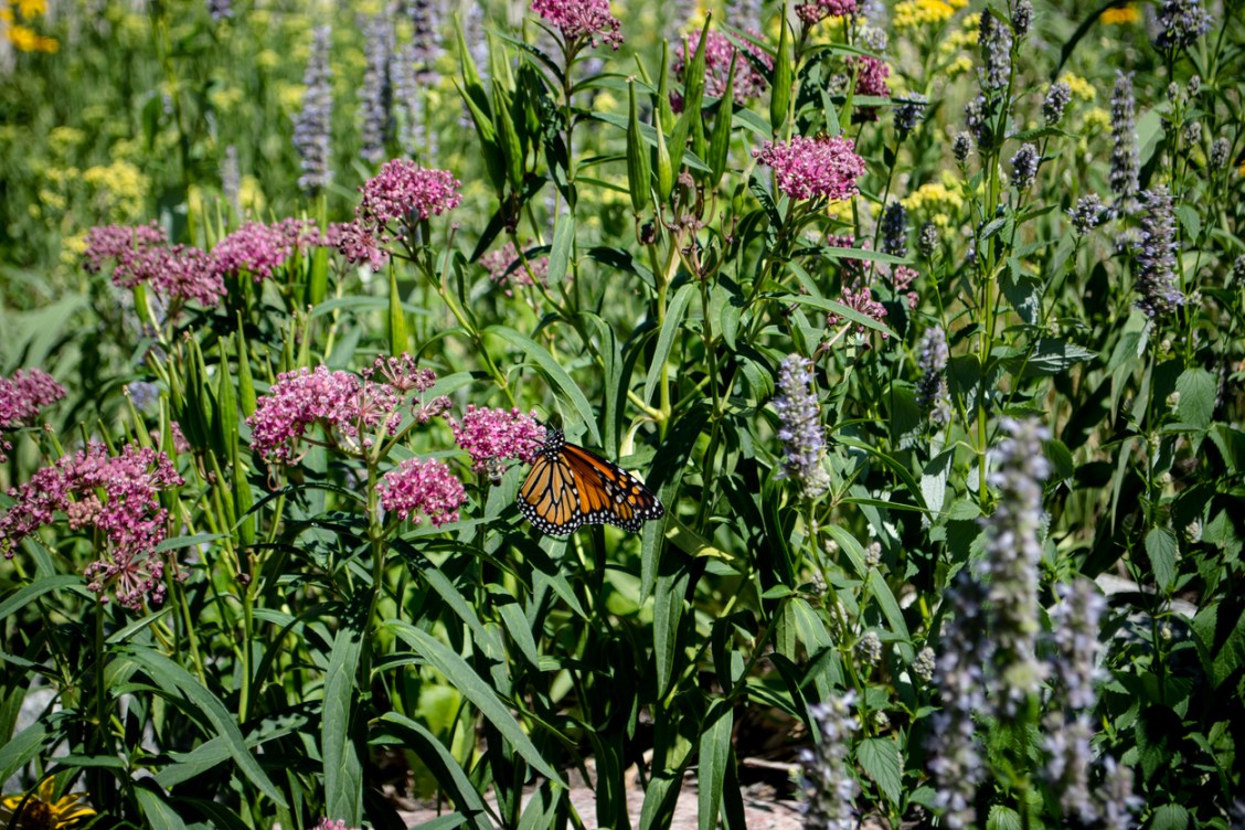 8 Ways to Use Milkweed in Your Home Landscape—and Why You Should ASAP