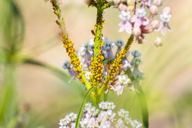 8 Ways to Use Milkweed in Your Home Landscape—and Why You Should ASAP