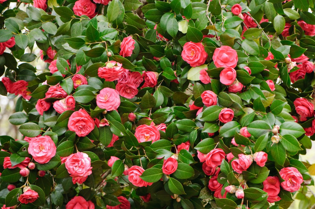 16 Colorful Shrubs for a Standout Winter Garden - Bob Vila