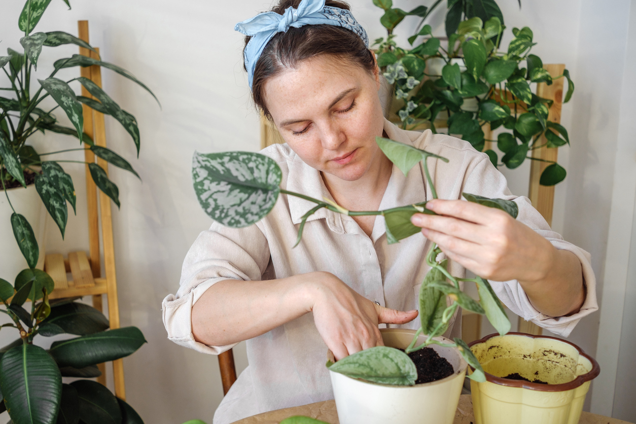 How to Propagate Pothos Plants: 3 Expert Methods - Bob Vila