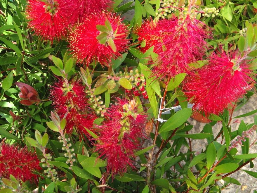 11 Red Shrubs That Add Interest to Home Landscapes - Bob Vila