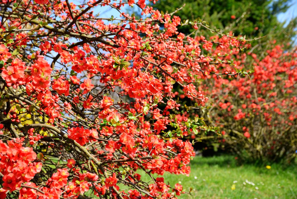 11 Red Shrubs That Add Interest to Home Landscapes - Bob Vila