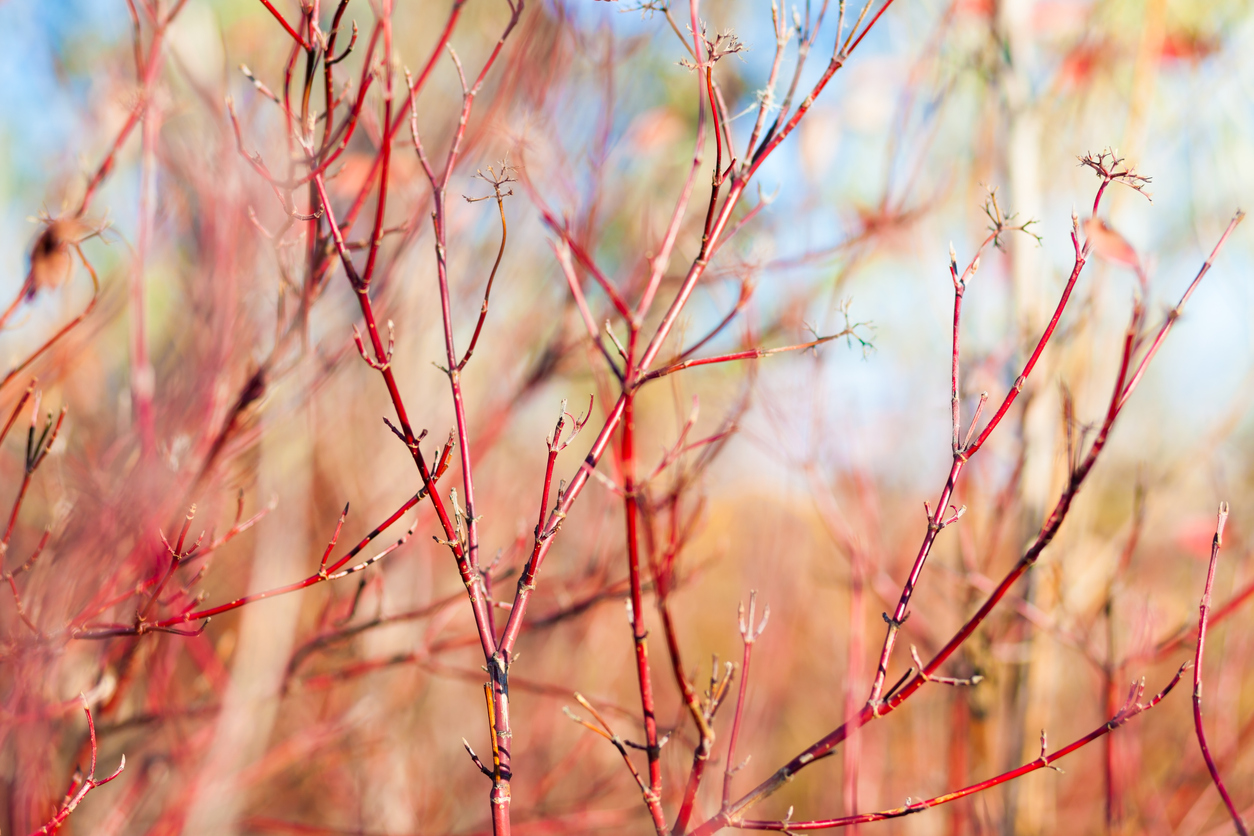 16 Colorful Shrubs for a Standout Winter Garden - Bob Vila