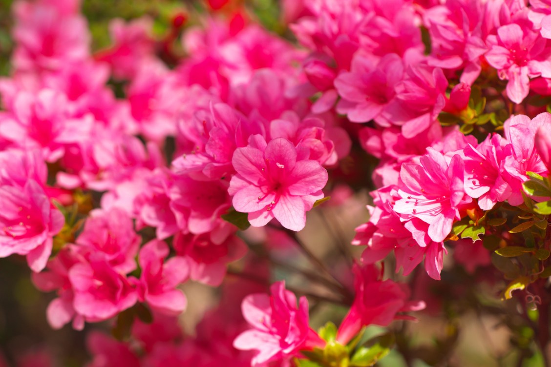 11 Red Shrubs That Add Interest to Home Landscapes - Bob Vila