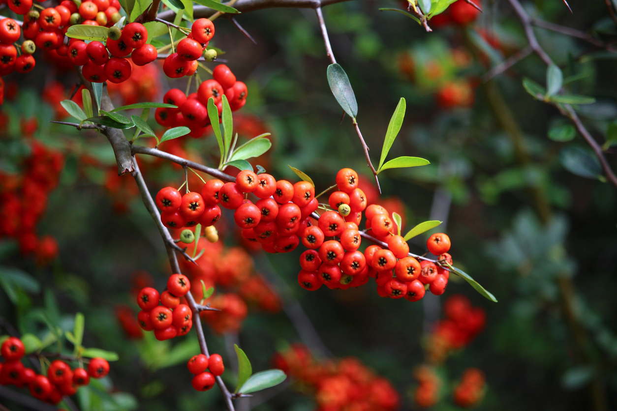 16 Colorful Shrubs for a Standout Winter Garden - Bob Vila