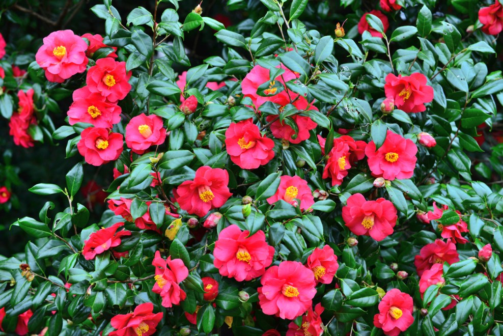 11 Red Shrubs That Add Interest to Home Landscapes - Bob Vila