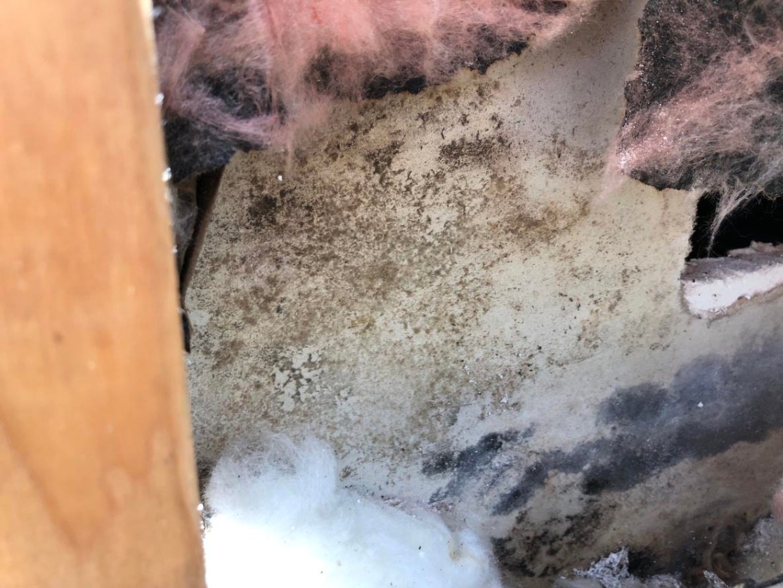 The Signs, Causes, and Solutions for Mold on Insulation