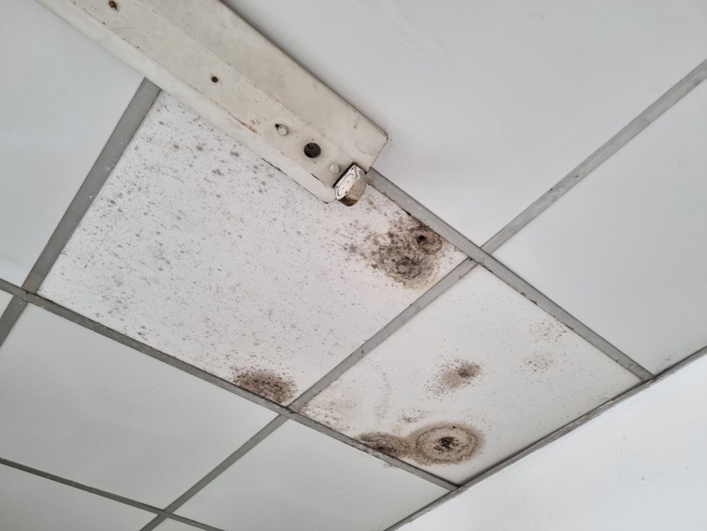 All the Signs of Black Mold in Air Vents and What to Do About It