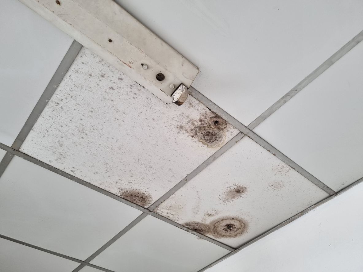 All the Signs of Black Mold in Air Vents and What to Do About It