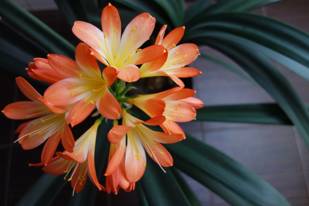 15 Tropical Plants You Can Grow Indoors - Bob Vila