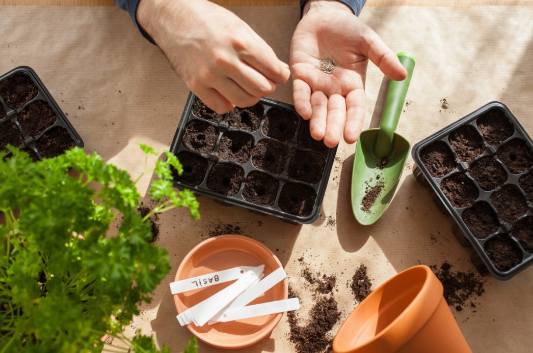 Gardening This Spring? This Is When to Start Seeds Indoors