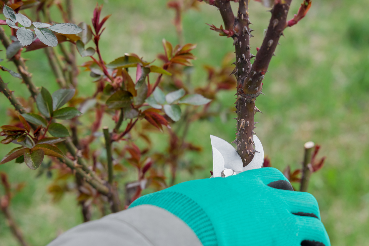 How to Prune Roses of All Types