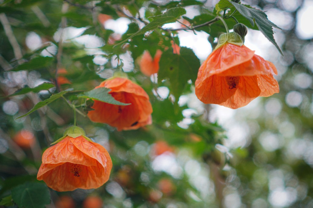15 Tropical Plants You Can Grow Indoors - Bob Vila