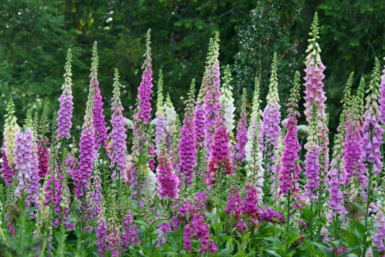 How to Grow Foxglove in Your Home Landscape - Bob Vila