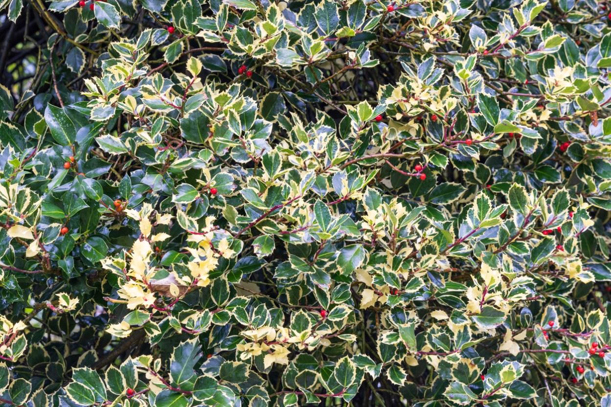 13 Types of Holly Plants All DIY Landscapers Should Know