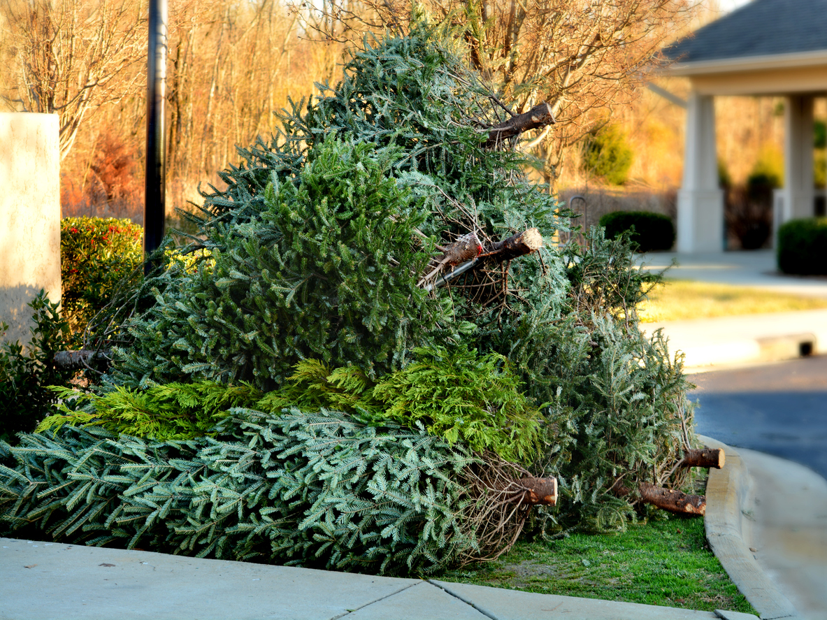 7 Ways to Recycle Your Tree After Christmas