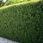13 Types of Holly Plants All DIY Landscapers Should Know