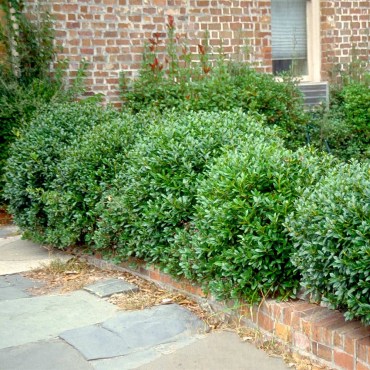13 Types of Holly Plants All DIY Landscapers Should Know